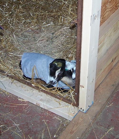 Disbudding Goats - Goat Journal